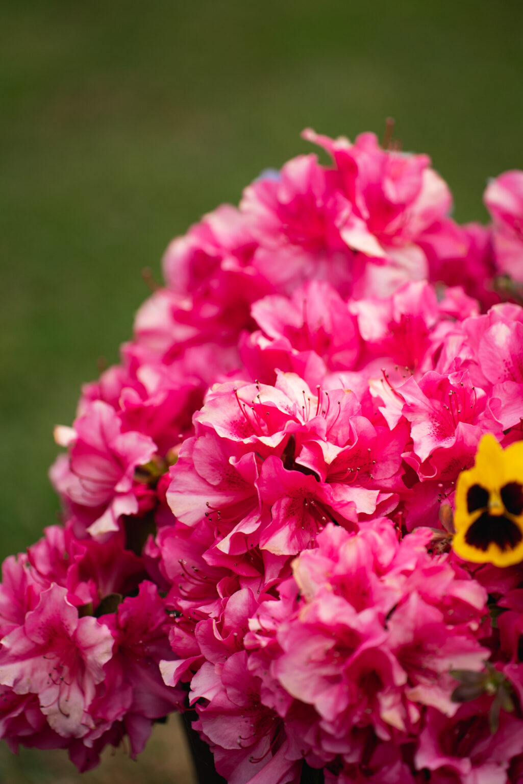 Touring Holiday Park, Ludlow | Orleton Rise Holiday Park